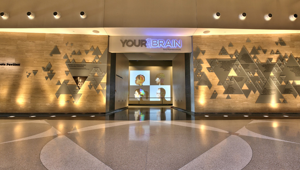 Wisdom Hall & Your Brain | The Franklin Institute