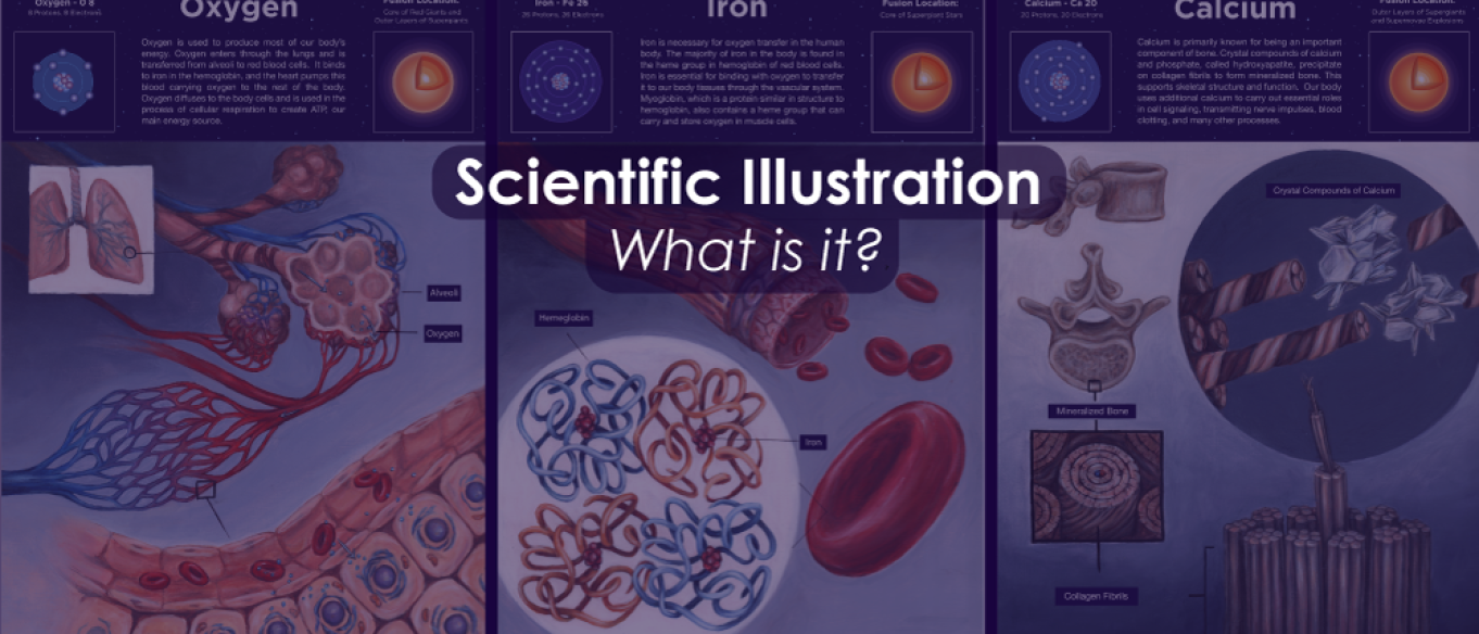 Scientific Illustration What Is It The Franklin Institute